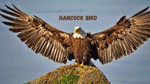 Hancock Bird: Symbolism, Spiritual Significance